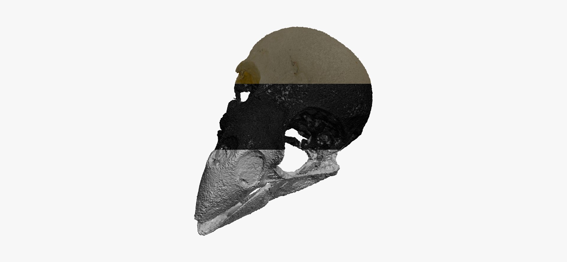 3D Canary Skull 01 RAW Scan Model - TurboSquid 1956992