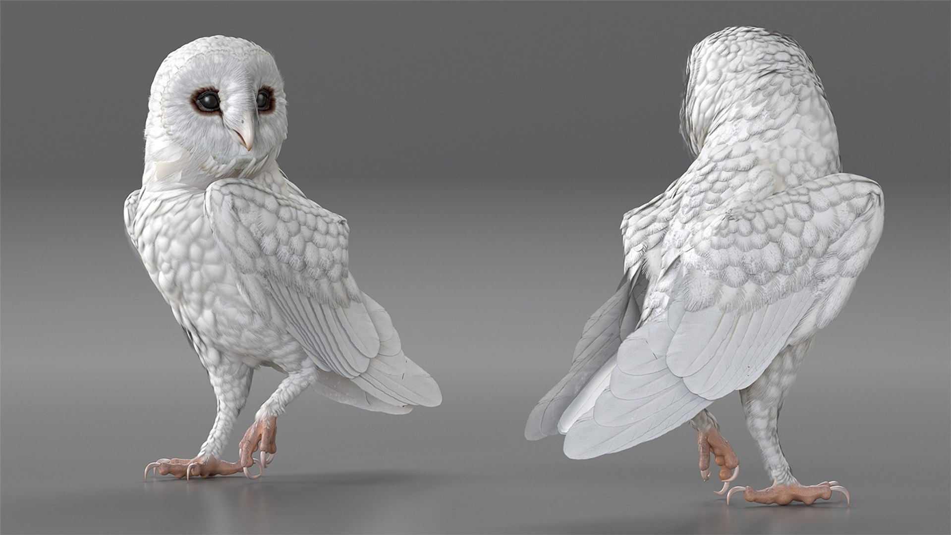 3D White Barn Owl Standing - TurboSquid 1434861