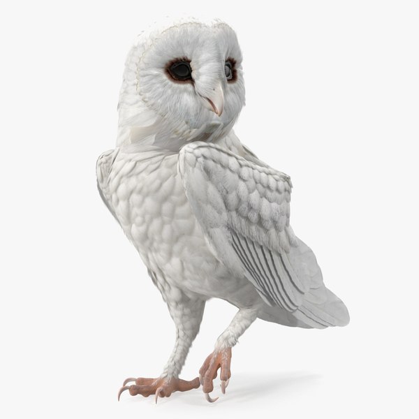 Owl 3D Models for Download | TurboSquid