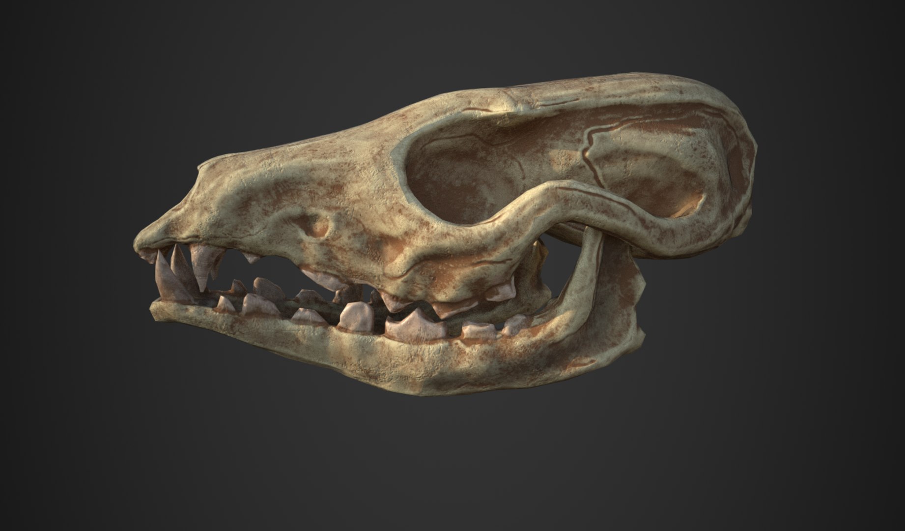 3D Fox Skull Model - TurboSquid 1207798