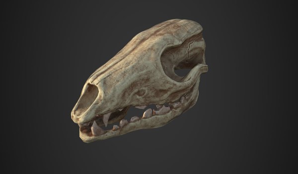 modelo 3d Calavera de zorro - TurboSquid 1207798