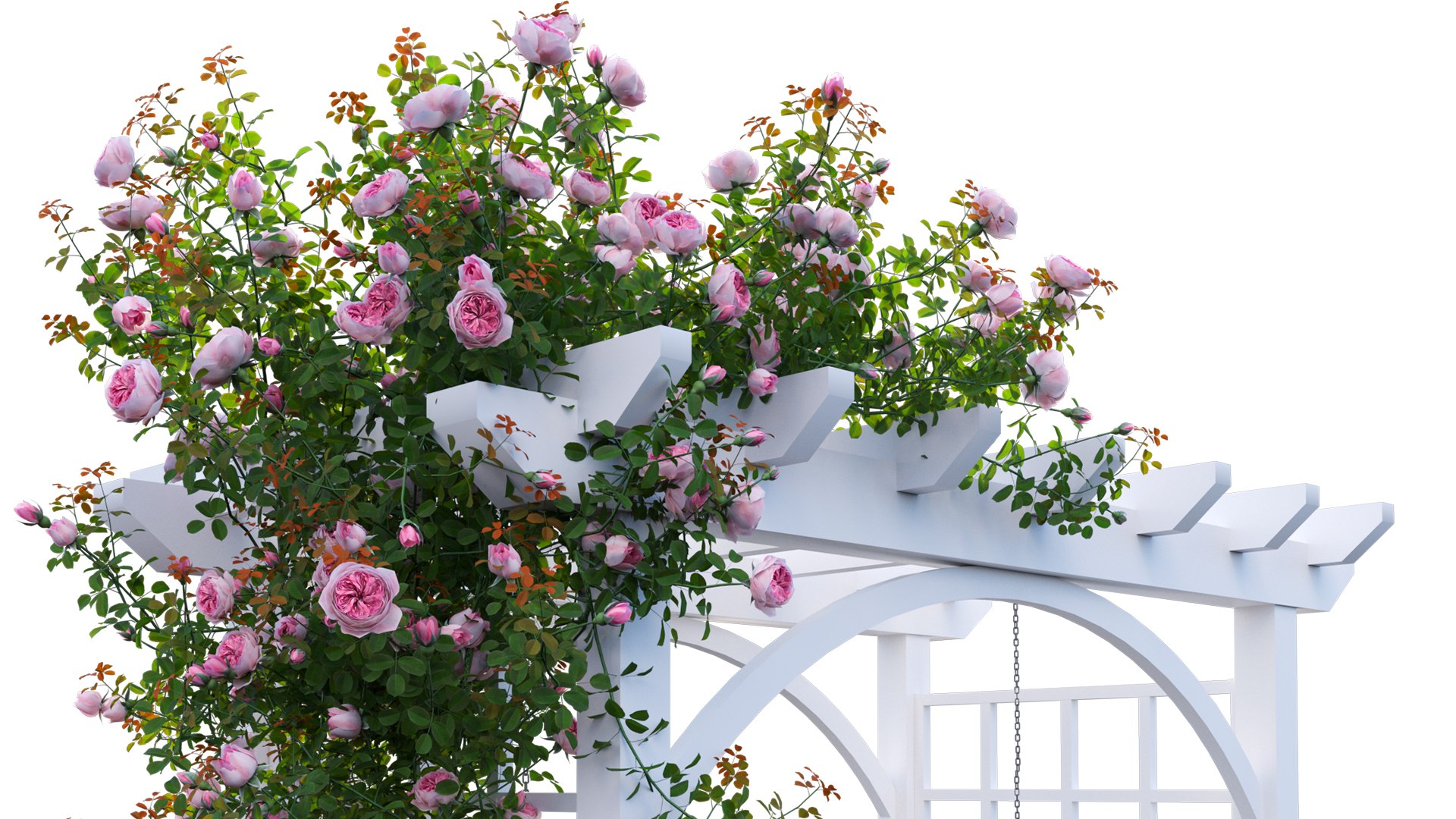 Climbing Rose - Rose Swing 3D model - TurboSquid 2048952