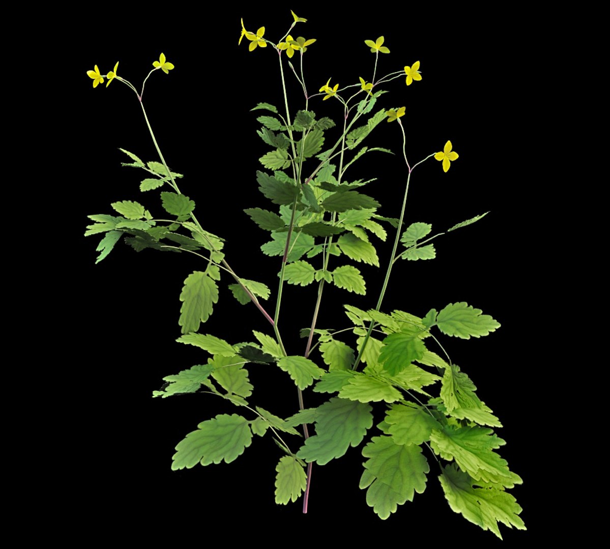 Flowering Chelidonium 3d Model