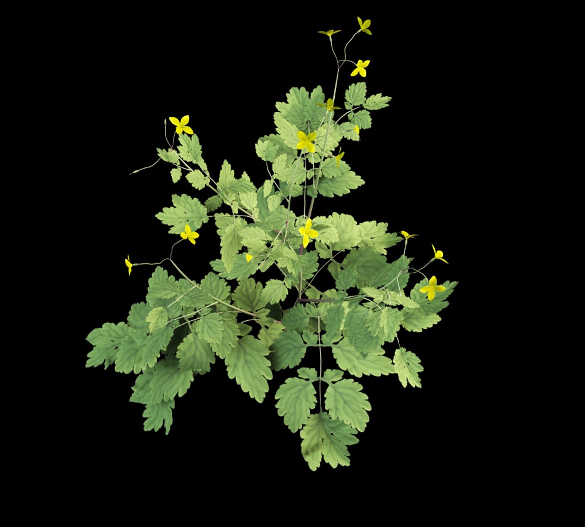 Flowering Chelidonium 3d Model