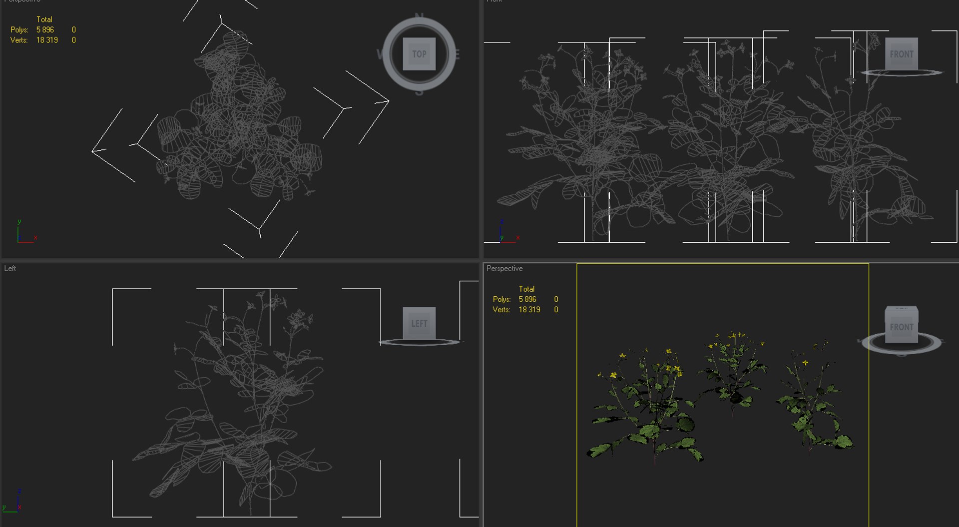 Flowering Chelidonium 3d Model