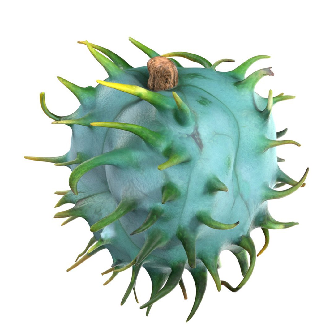 Caster Seed Fruit V1 Model - TurboSquid 2406552