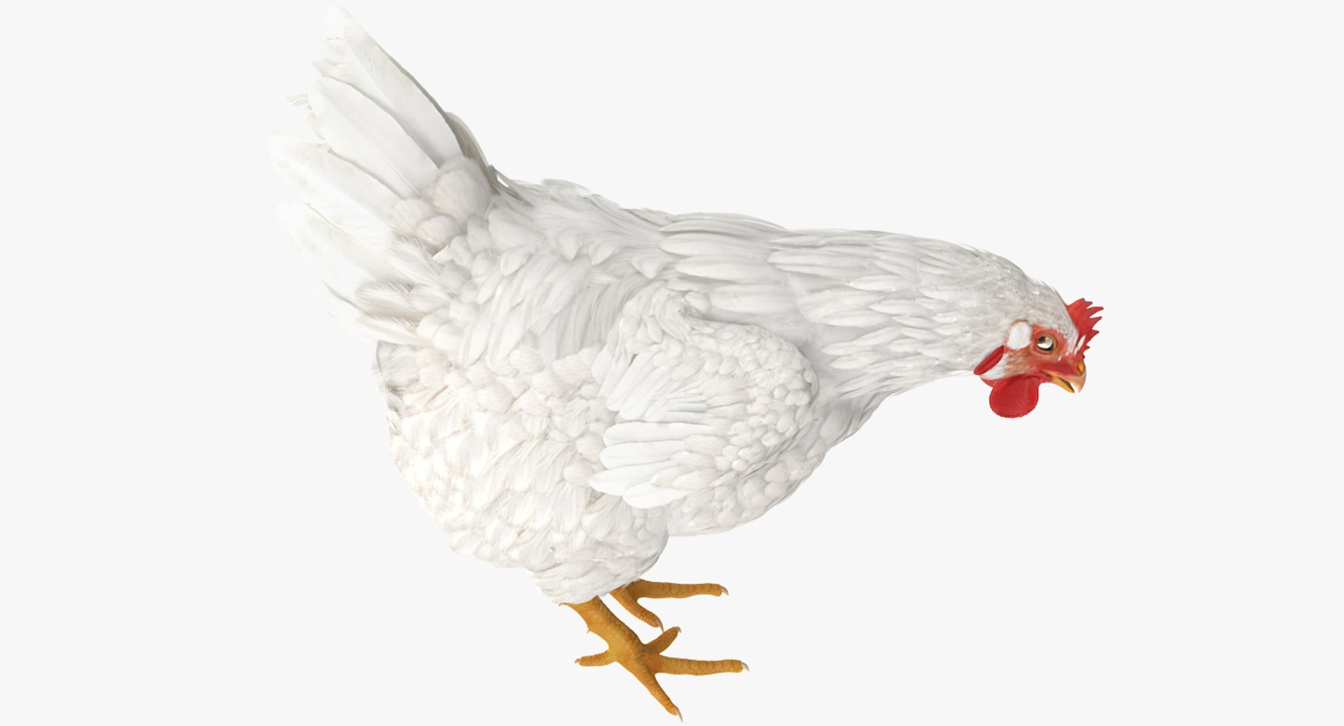 3d Model White Chicken Eating Pose