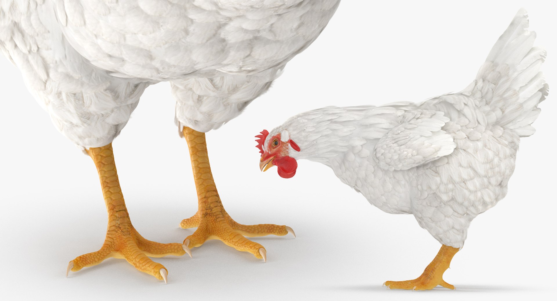 3d Model White Chicken Eating Pose