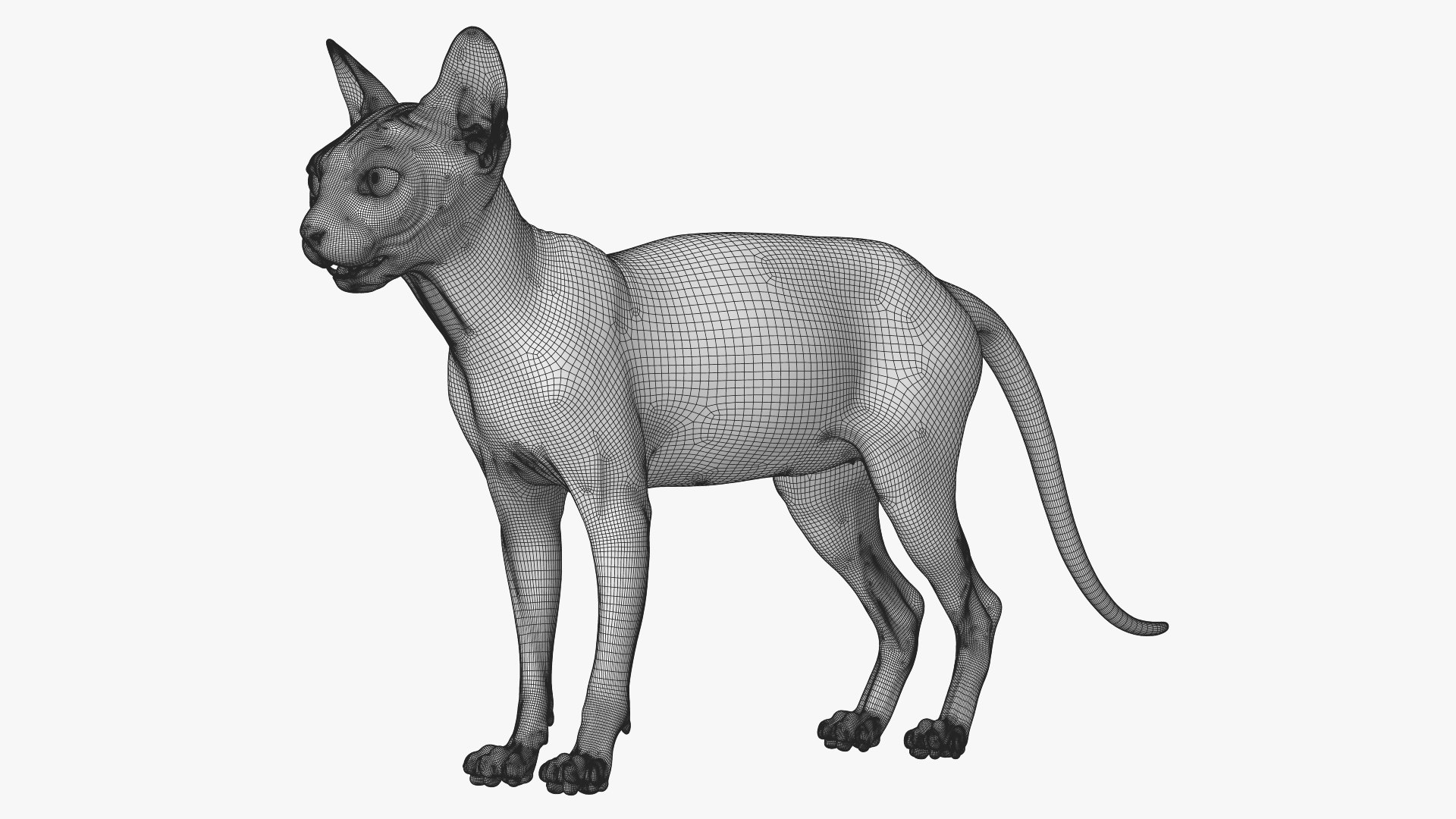 Cat White Fur Shorthair Ornatrix 3D model - TurboSquid 1765266