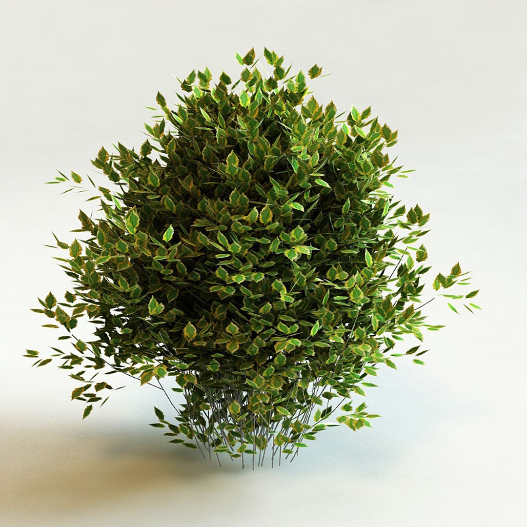 3d Model Duranta Erecta Modelled