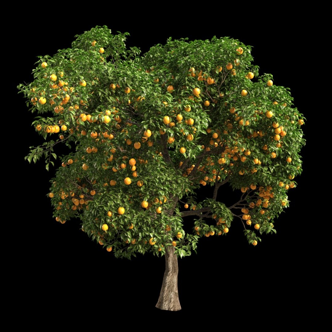 Free 3D Fruit Tree Orange - TurboSquid 1336943
