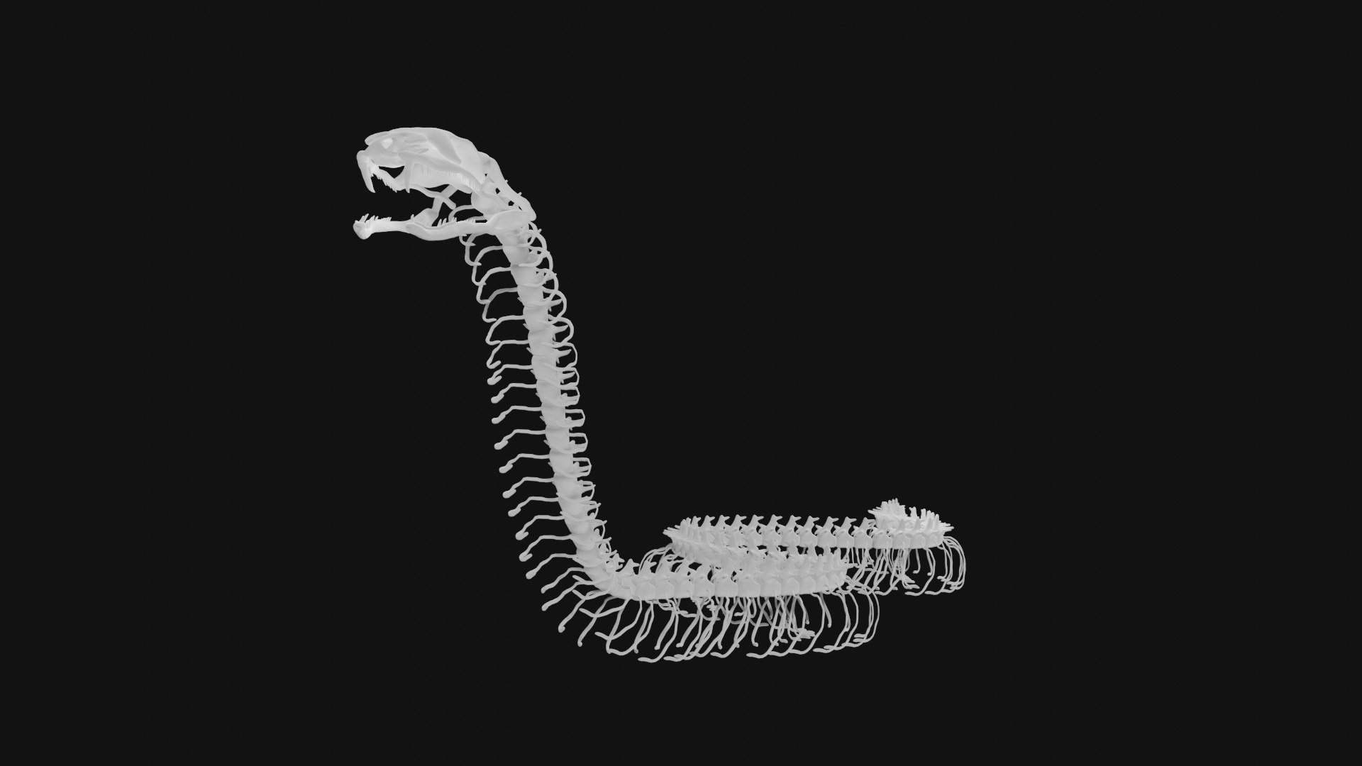 3D Snake Skeleton - TurboSquid 1991845