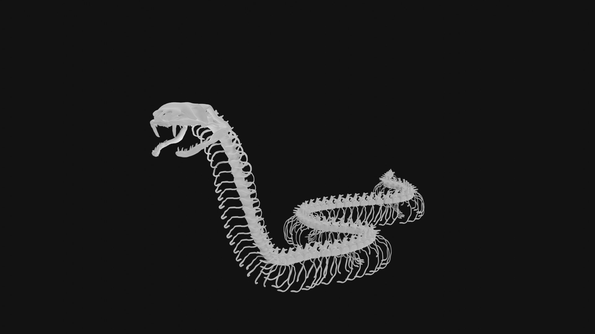 3D Snake Skeleton - TurboSquid 1991845