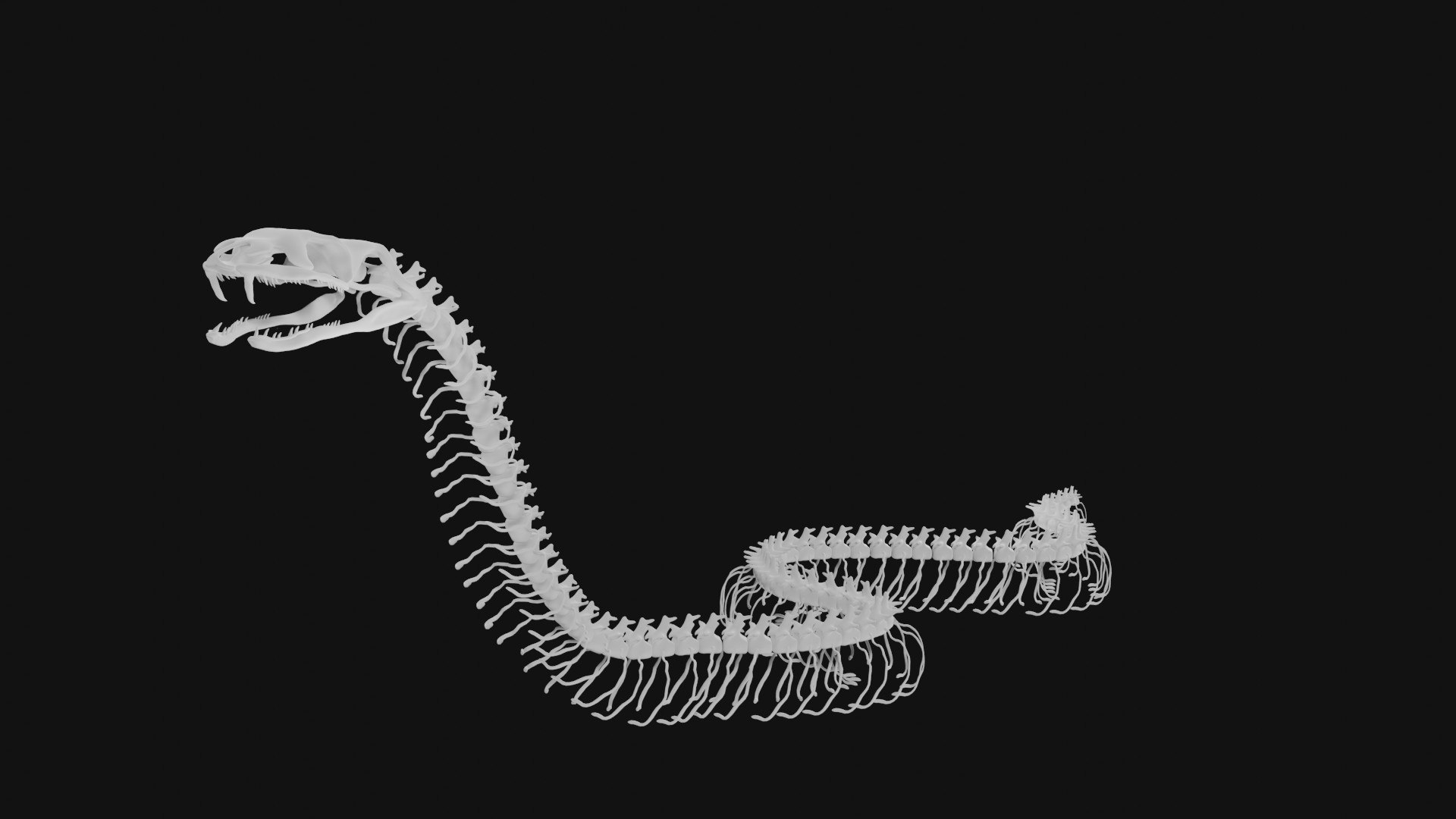 3D Snake Skeleton - TurboSquid 1991845