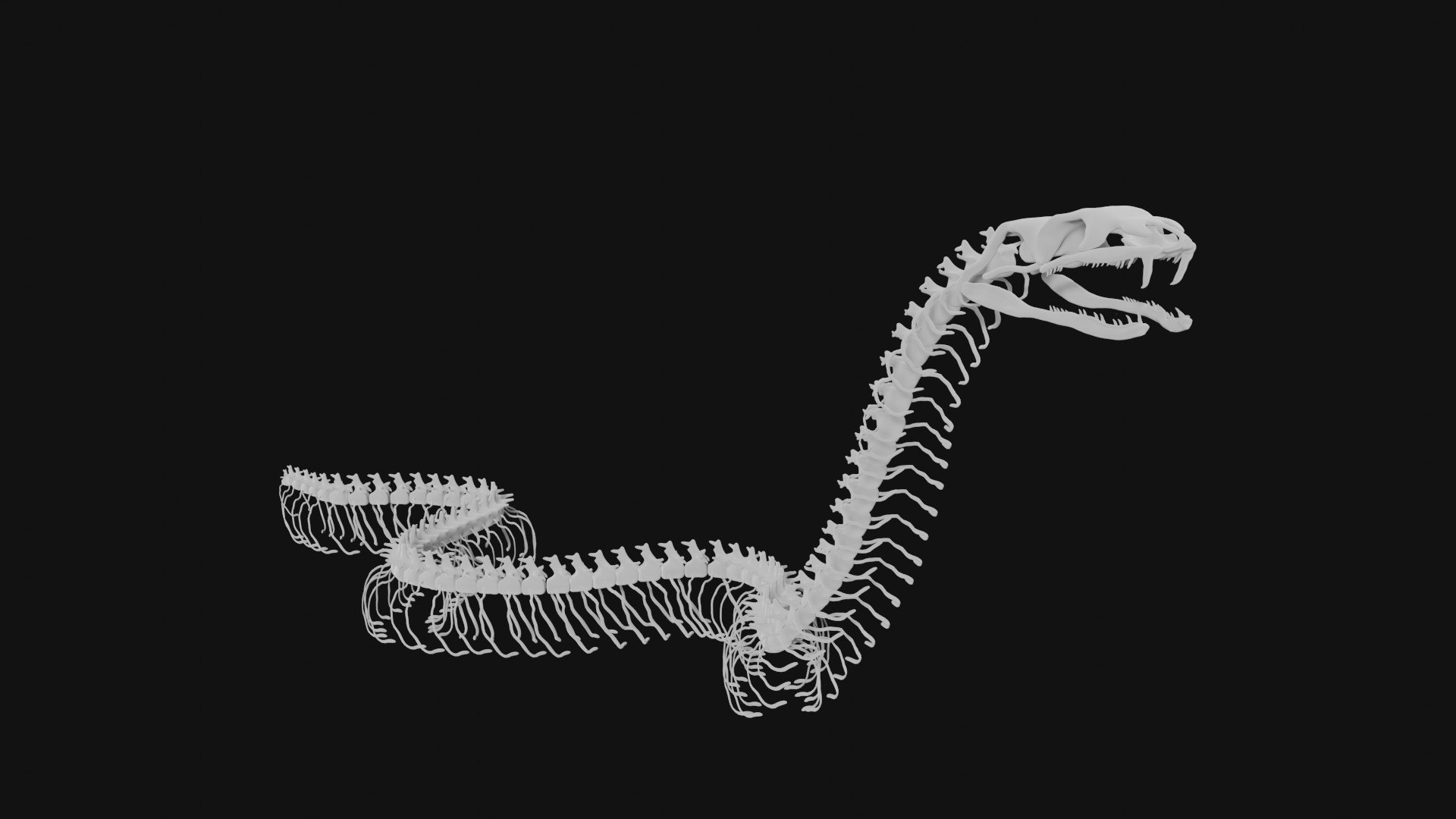 3D Snake Skeleton - TurboSquid 1991845