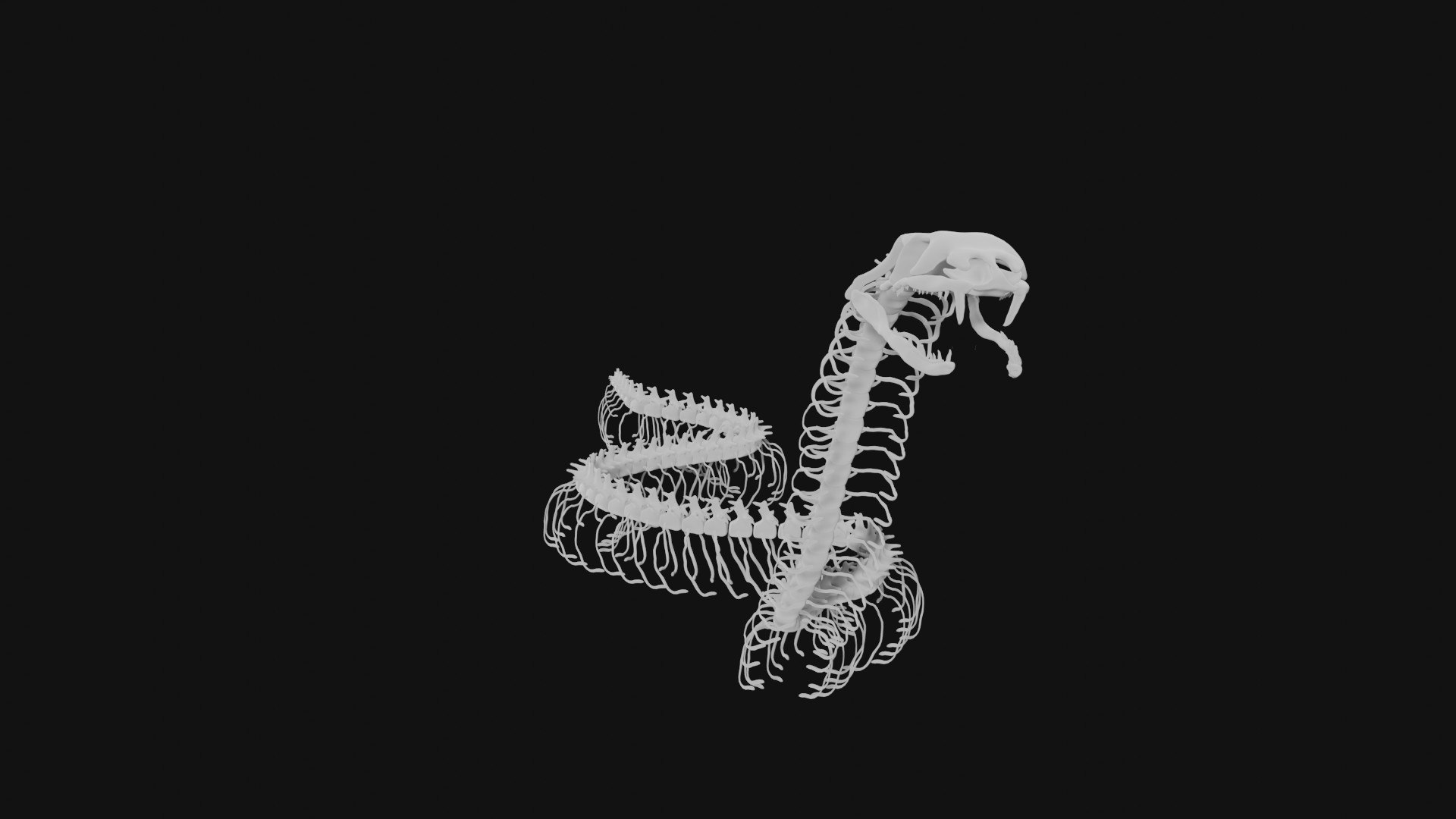 3D Snake Skeleton - TurboSquid 1991845