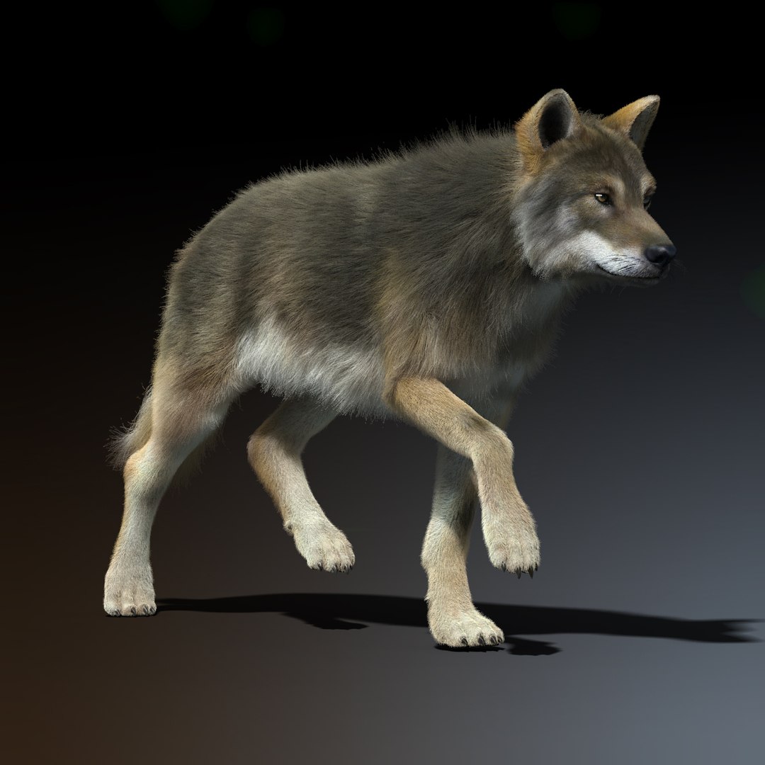 Gray Wolf 2 Fur 3d Model