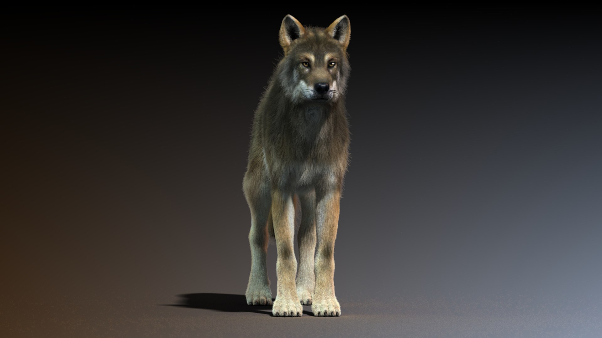 gray wolf 2 fur 3d model