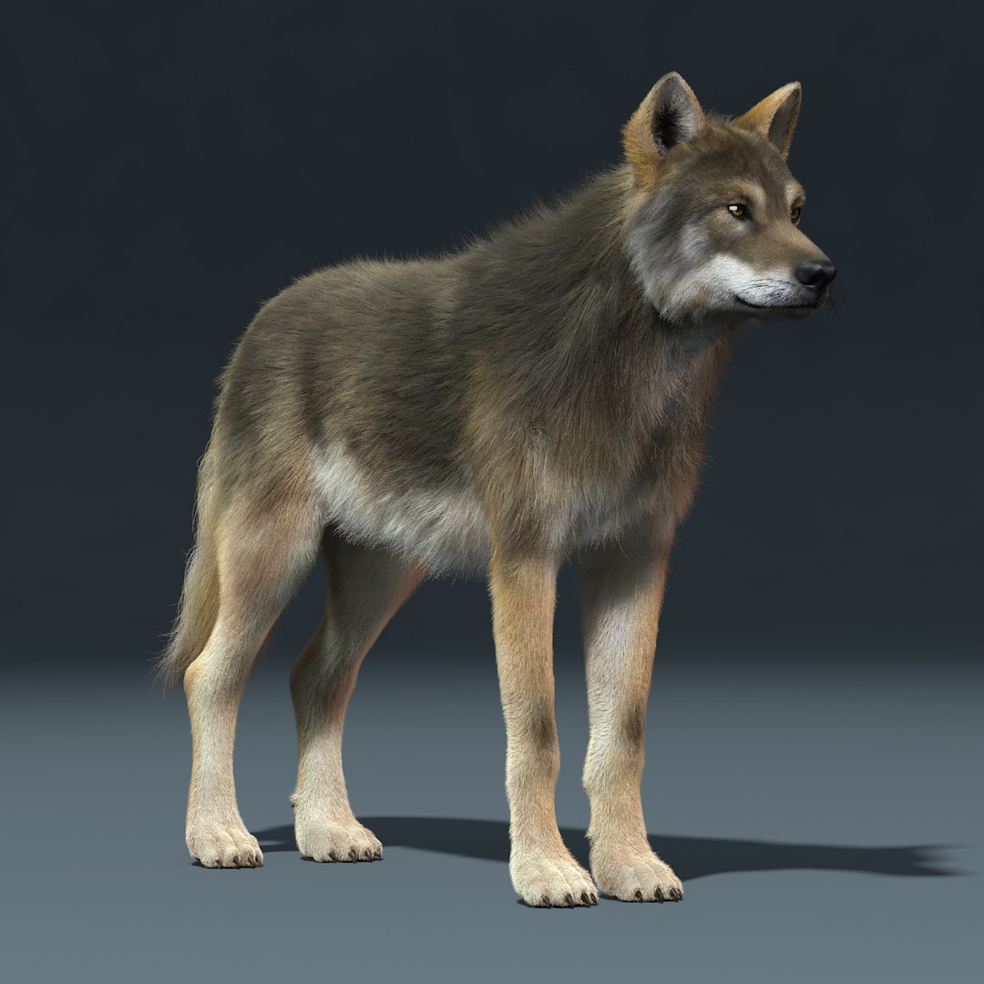 gray wolf 2 fur 3d model