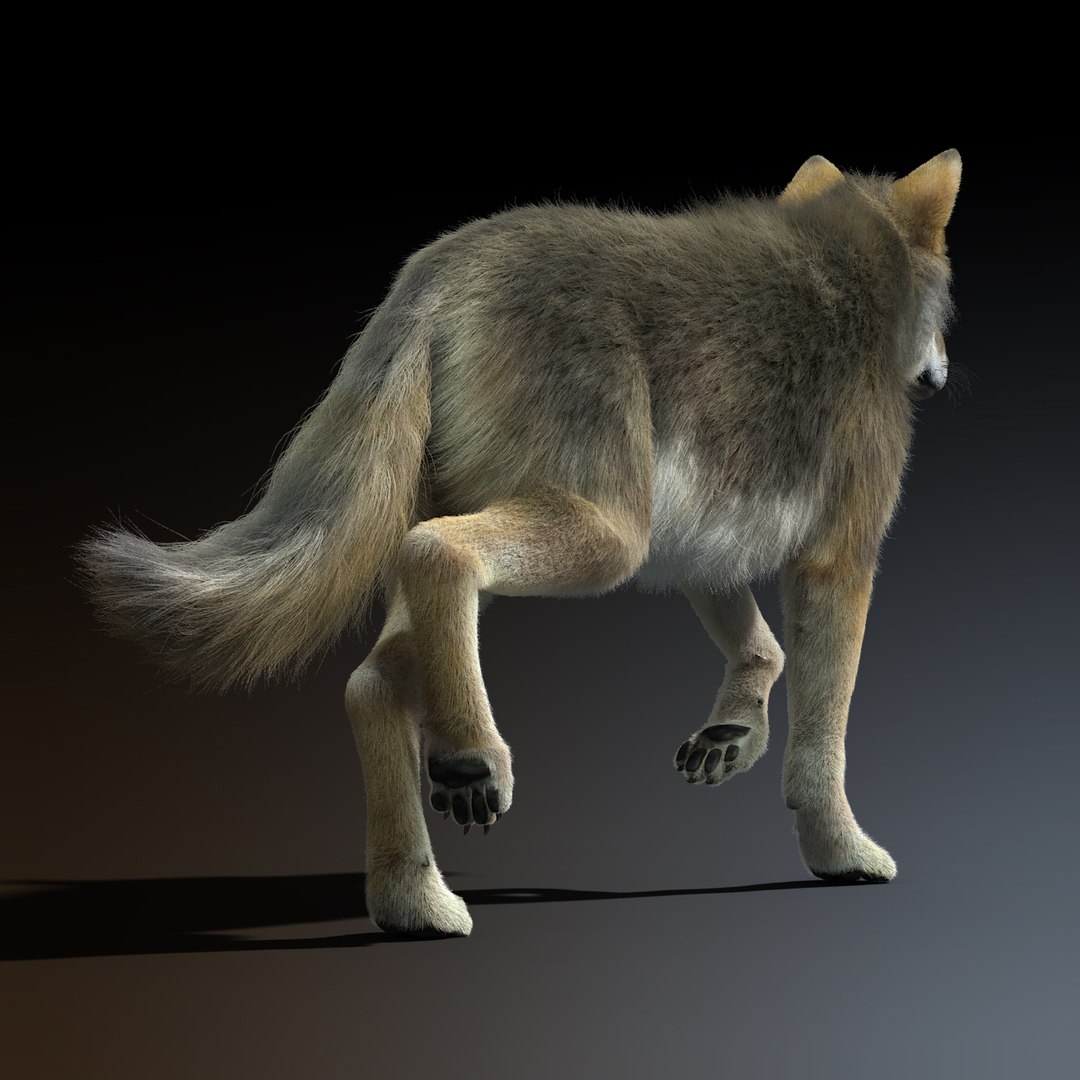 gray wolf 2 fur 3d model