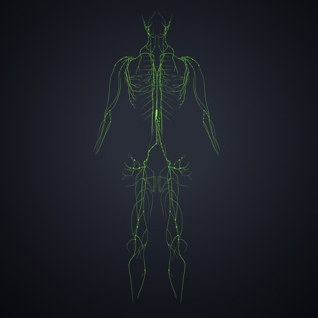 Lymph Nodes 3D Model - TurboSquid 1218011