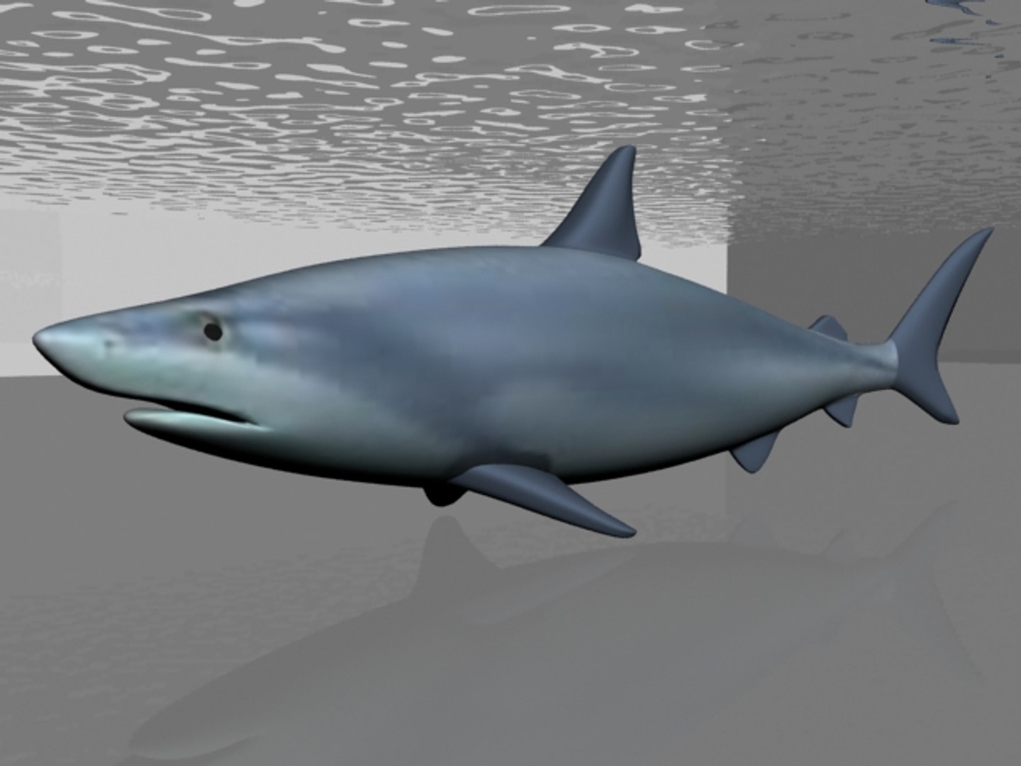3d Model Shark