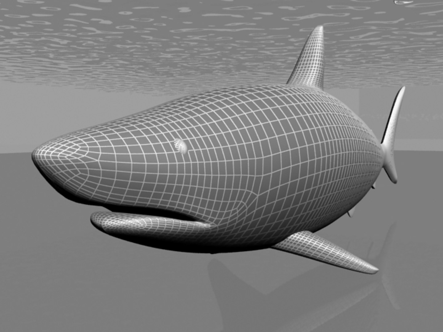 3d Model Shark