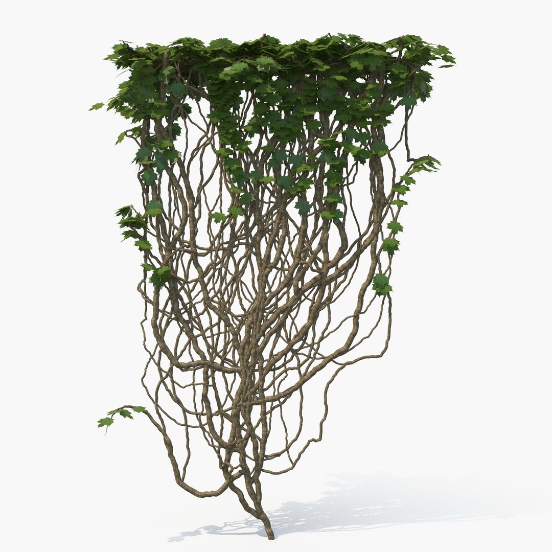 3D Realistic Ivy - TurboSquid 1149328
