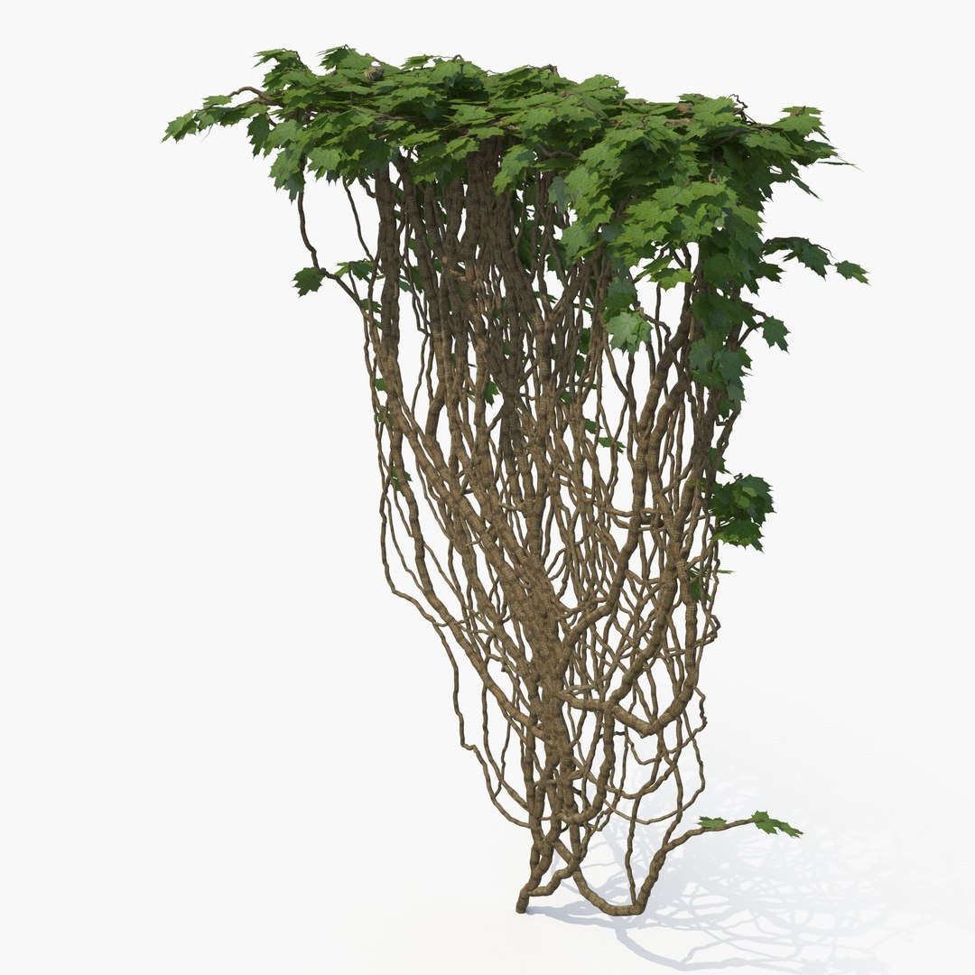 3D Realistic Ivy - TurboSquid 1149328