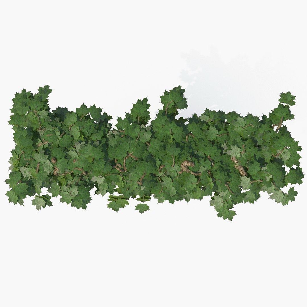 3D Realistic Ivy - TurboSquid 1149328