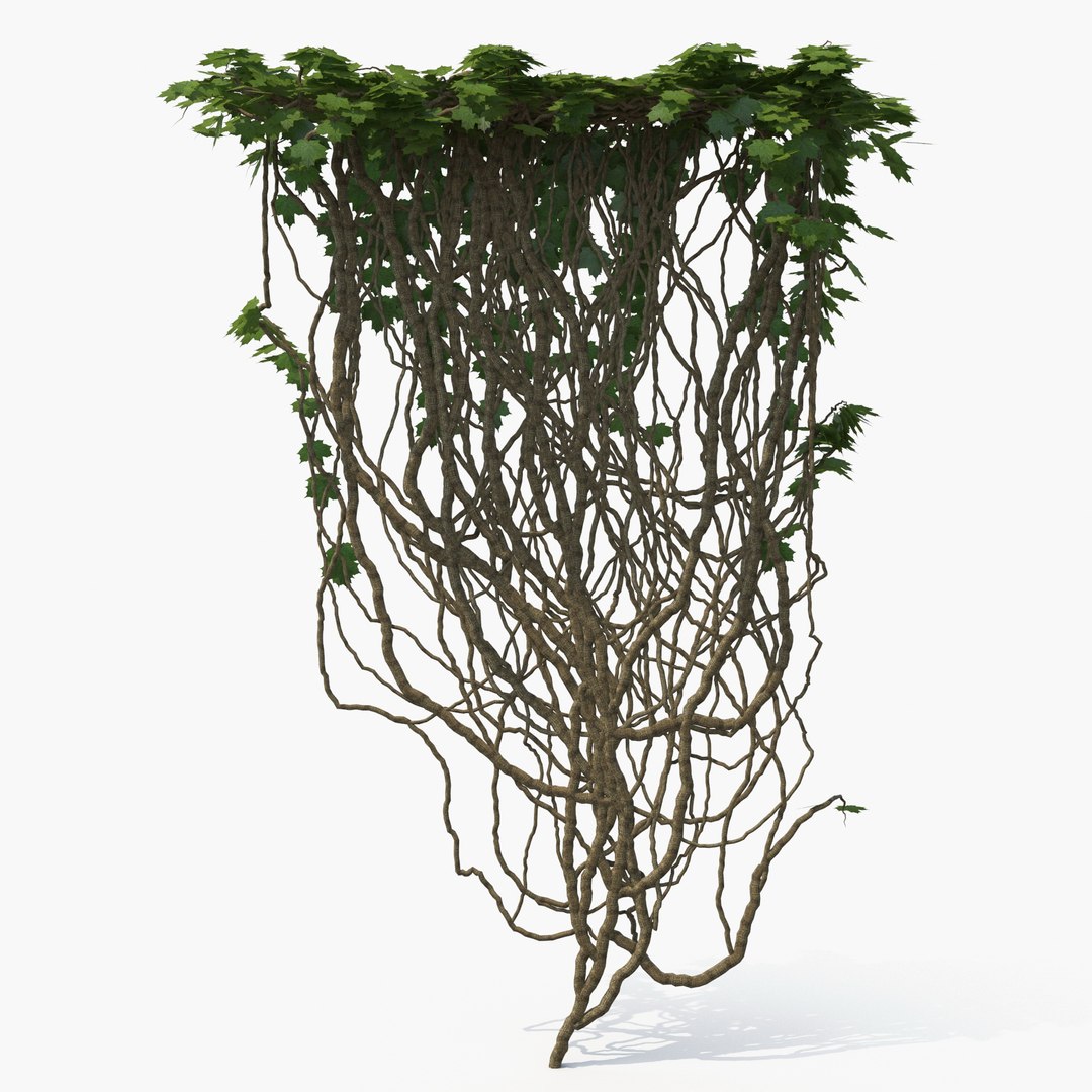3D Realistic Ivy - TurboSquid 1149328