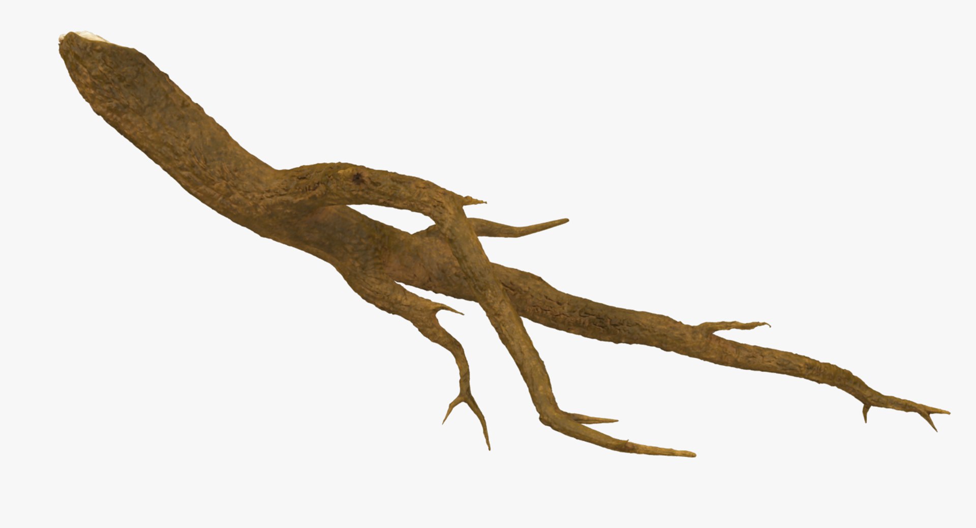 Tree Branch 3D - TurboSquid 1297699