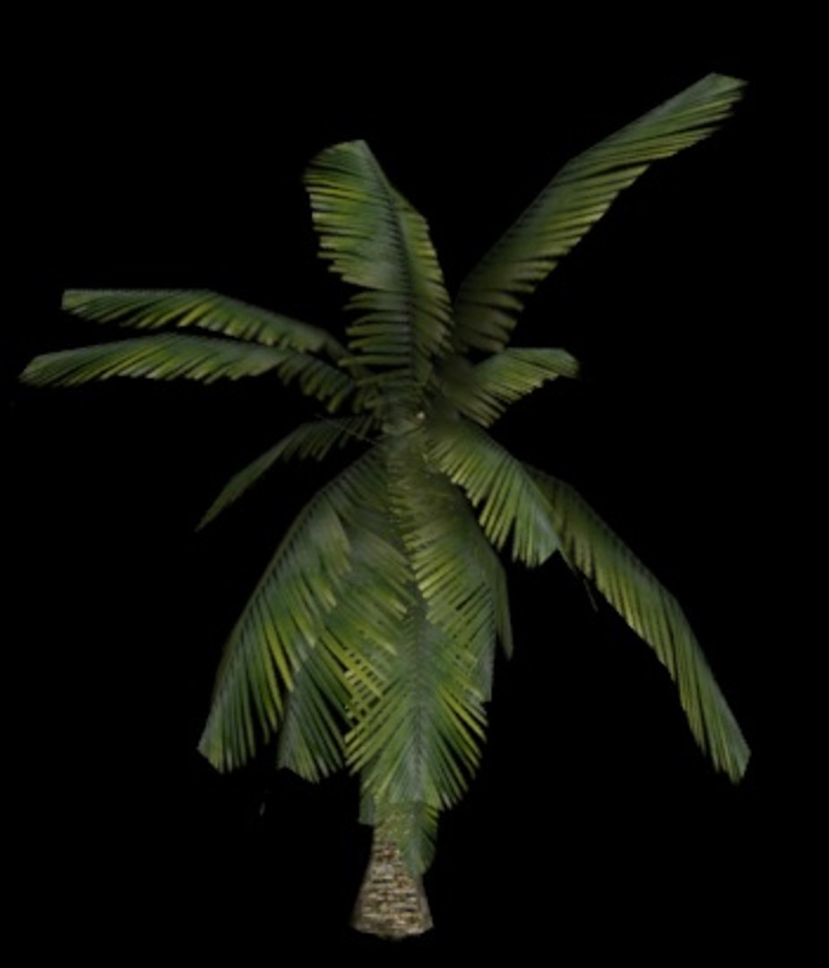 Small Palm Tree X