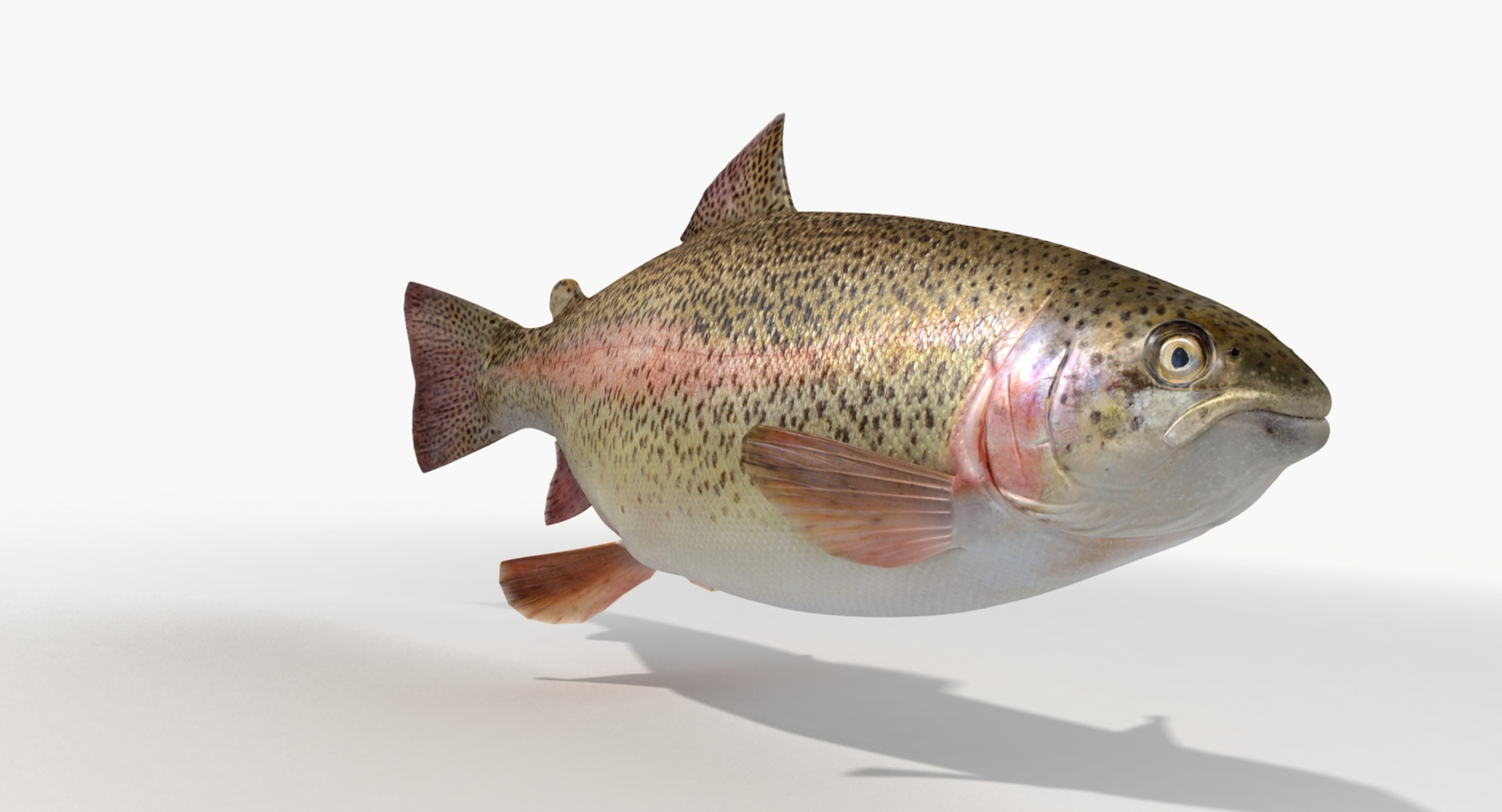 Trout Fish Animation 3D Model - TurboSquid 1151474