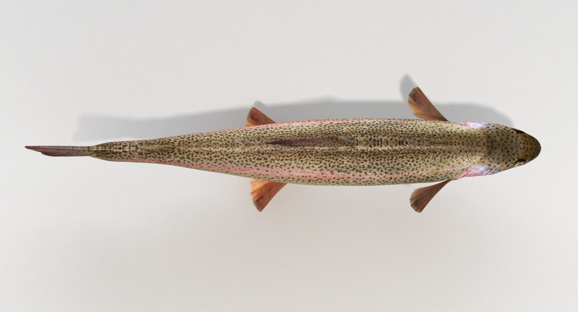 Trout Fish Animation 3D Model - TurboSquid 1151474