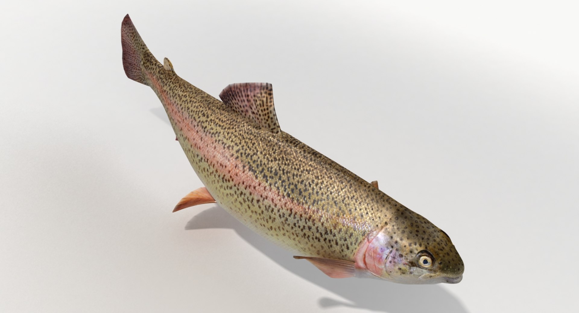 Trout fish animation 3D model - TurboSquid 1151474