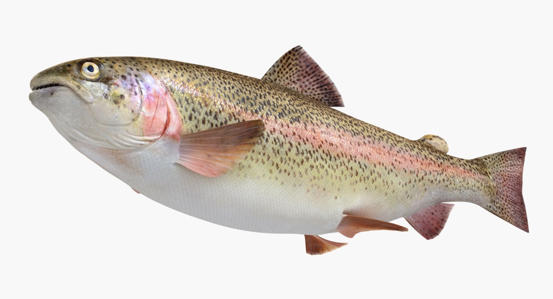 Trout Fish Animation 3D Model - TurboSquid 1151474
