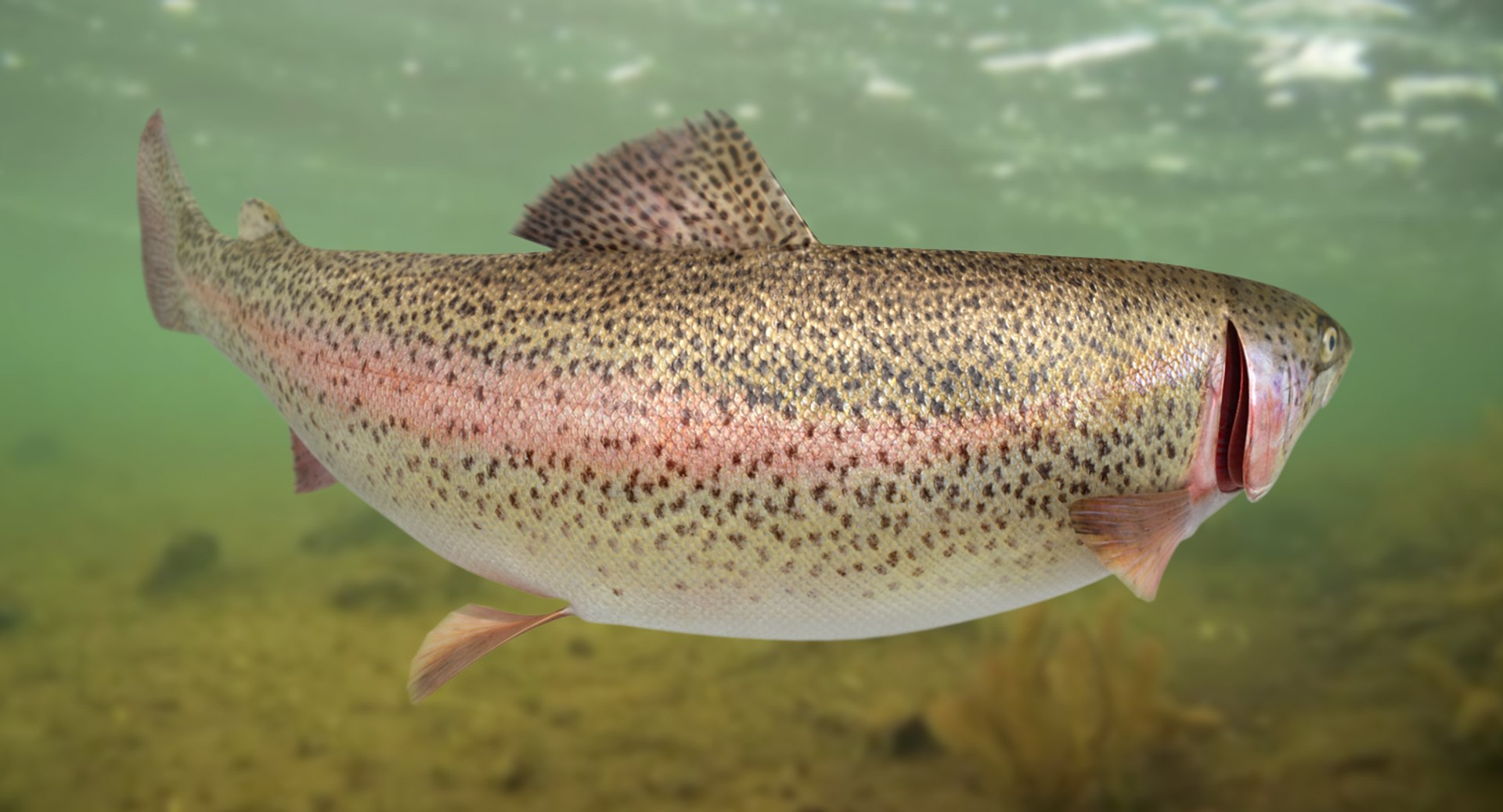 Trout Fish Animation 3D Model - TurboSquid 1151474