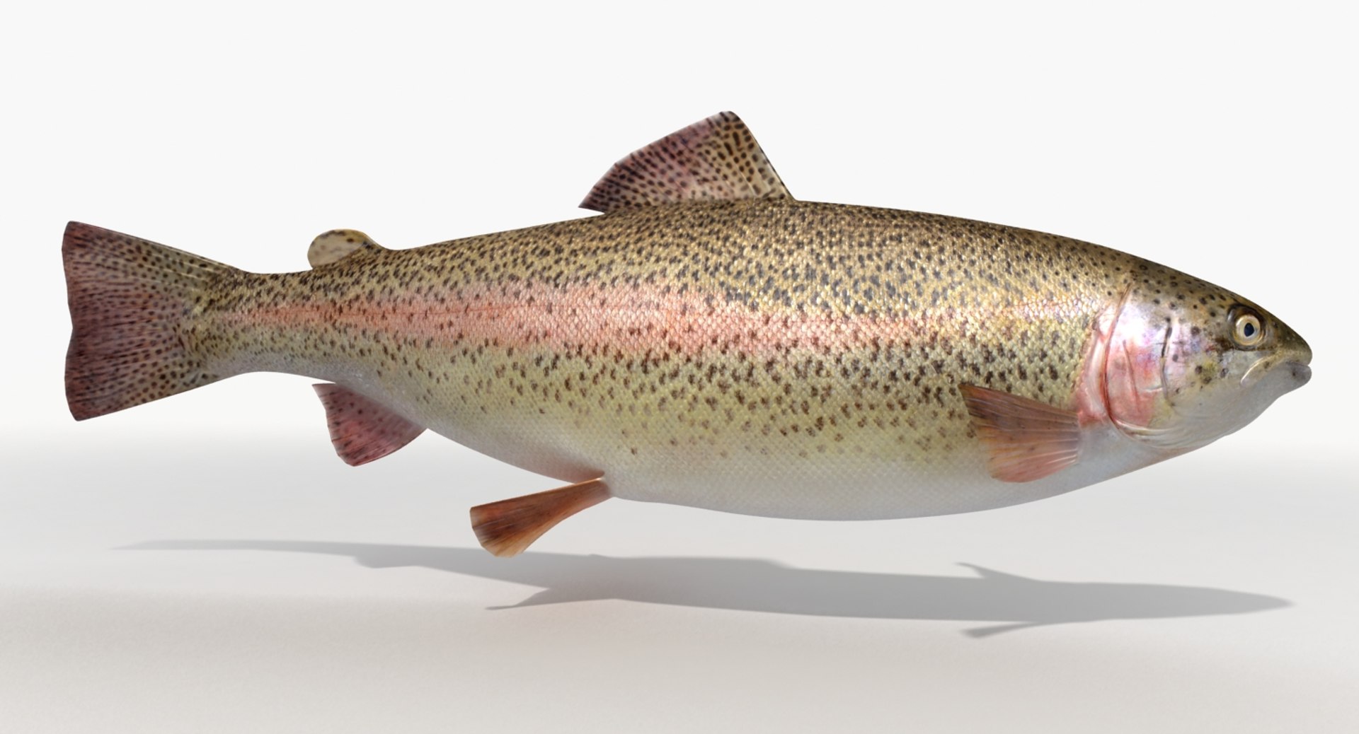 Trout fish animation 3D model - TurboSquid 1151474