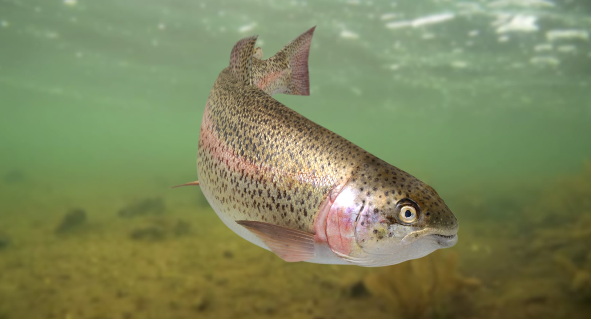 Trout Fish Animation 3D Model - TurboSquid 1151474