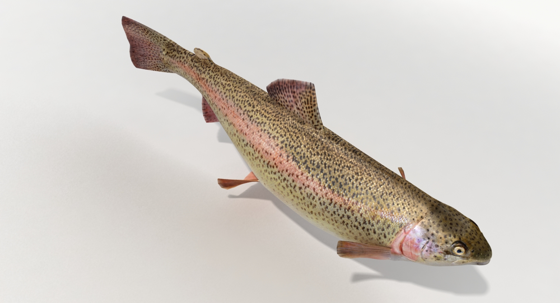 Trout Fish Animation 3D Model - TurboSquid 1151474
