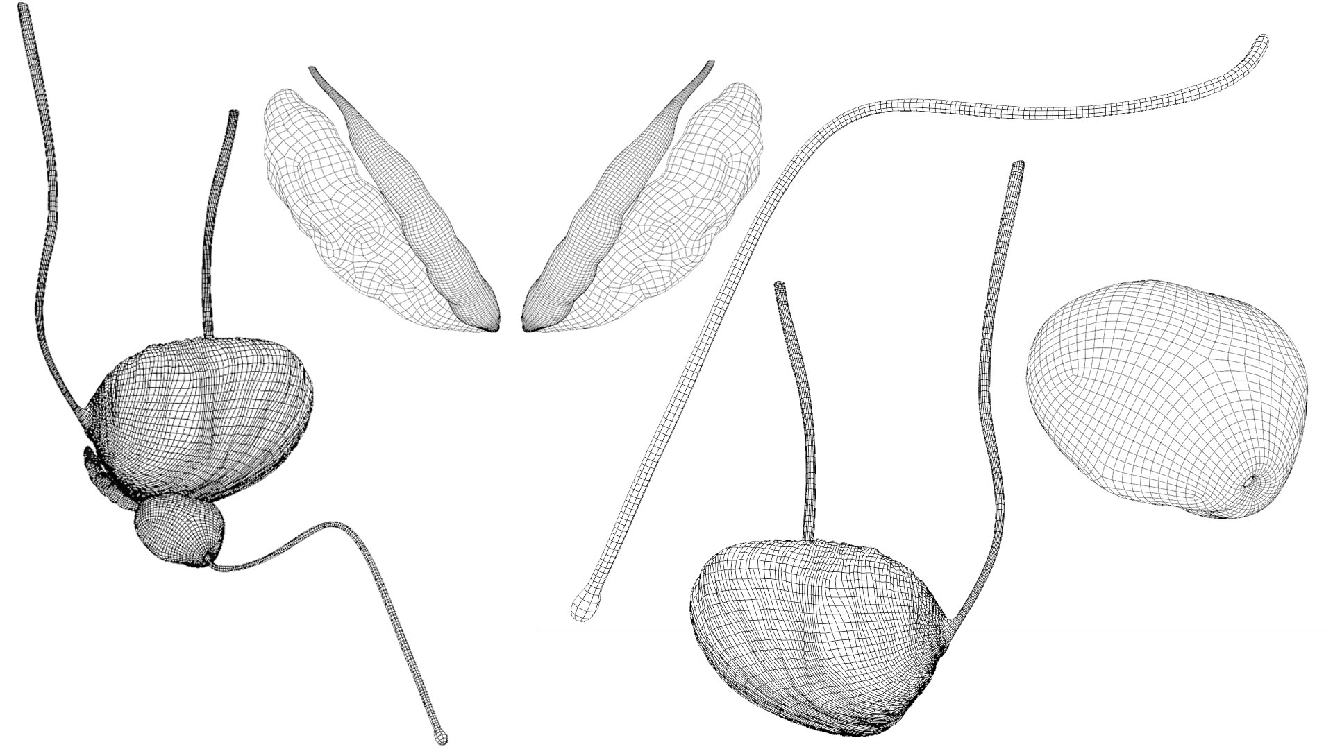 Bladder And Prostate Anatomy 3D Model - TurboSquid 2072102