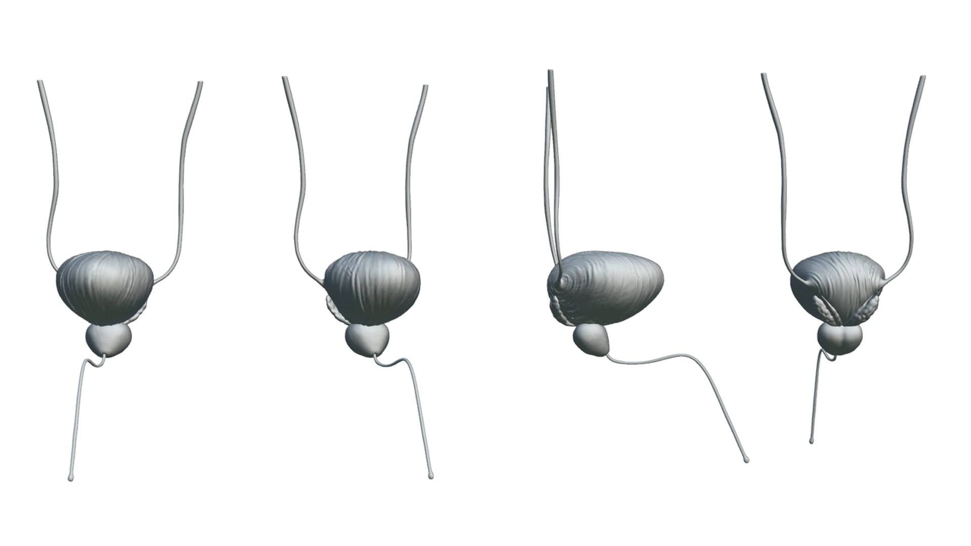 Bladder And Prostate Anatomy 3D Model - TurboSquid 2072102