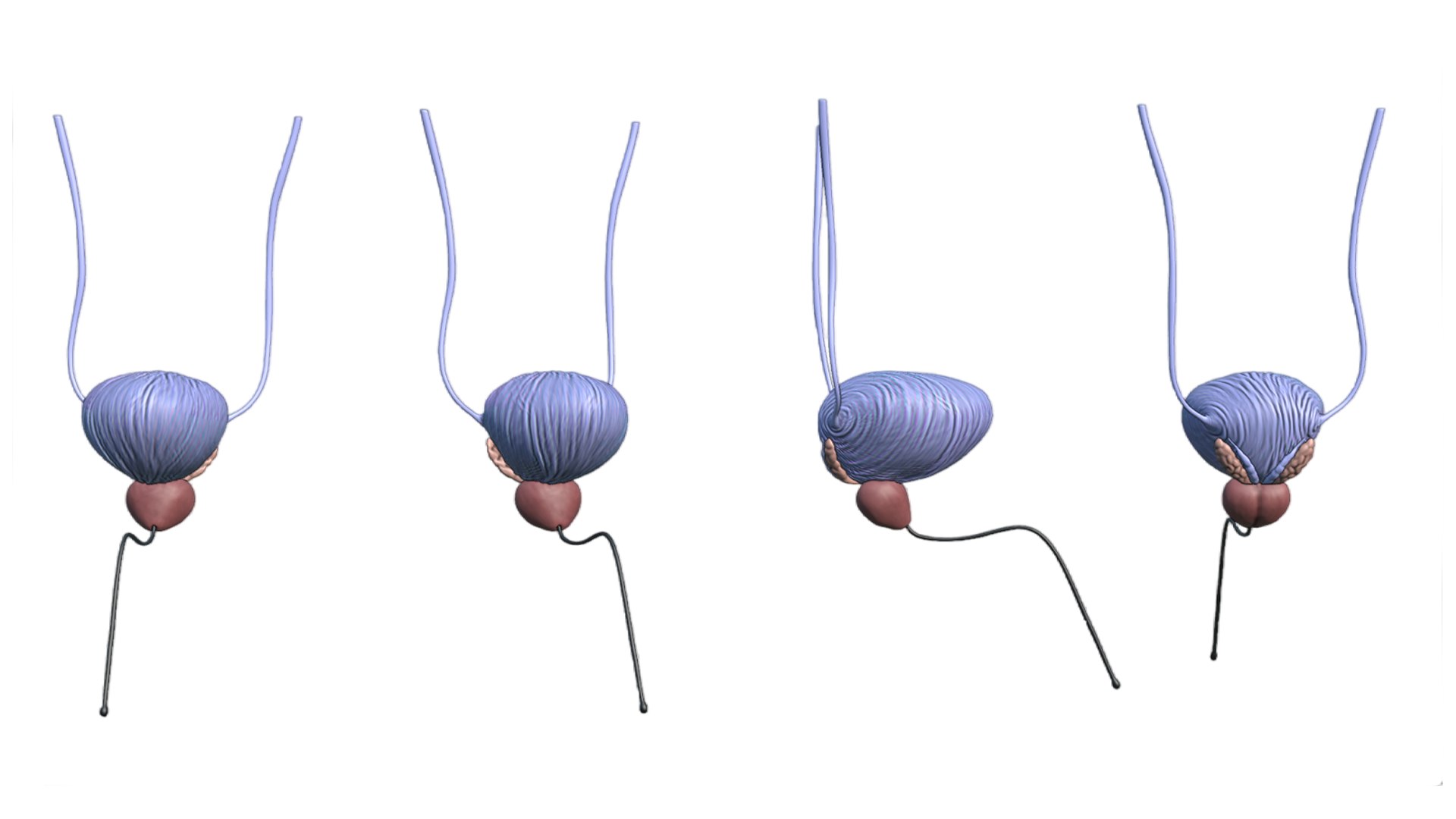 Bladder And Prostate Anatomy 3D Model - TurboSquid 2072102