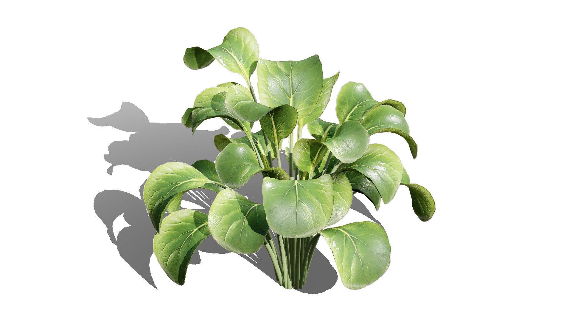 3D Versatile Leafy Plants 3D Asset Pack - TurboSquid 2433156