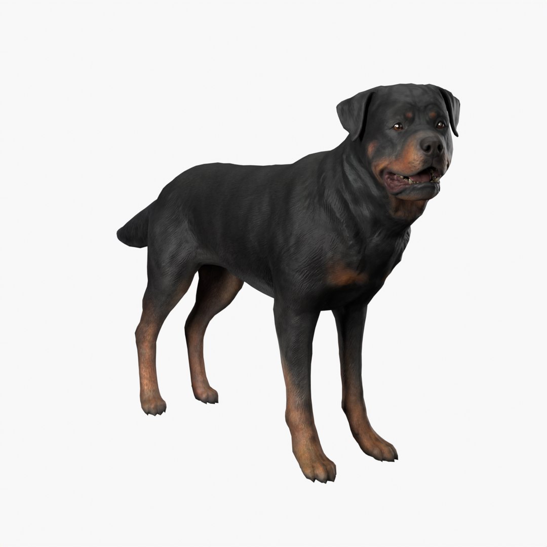 3D модель Rottweiler - TurboSquid 2060736