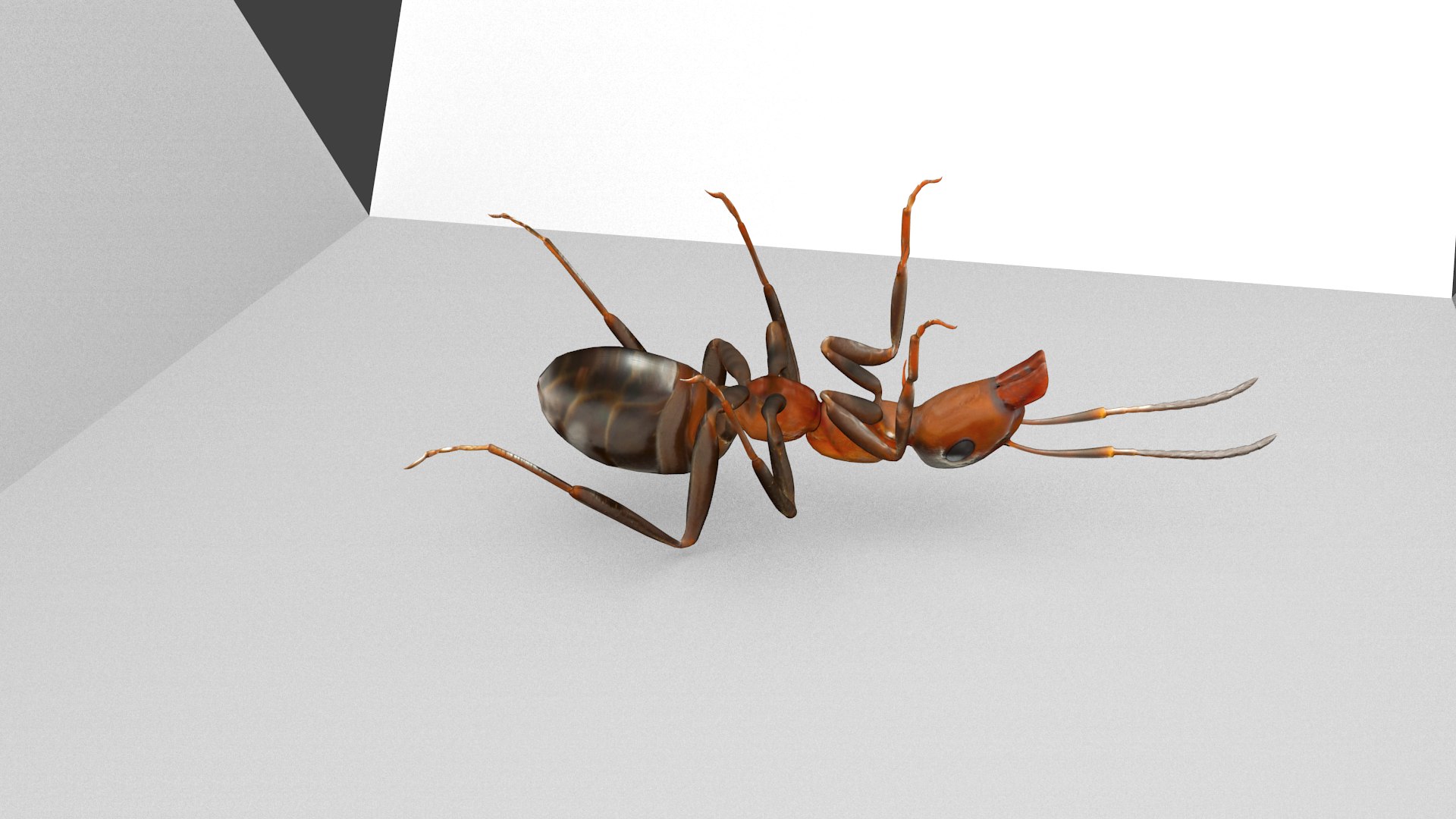 3D Model Ant - TurboSquid 1353571
