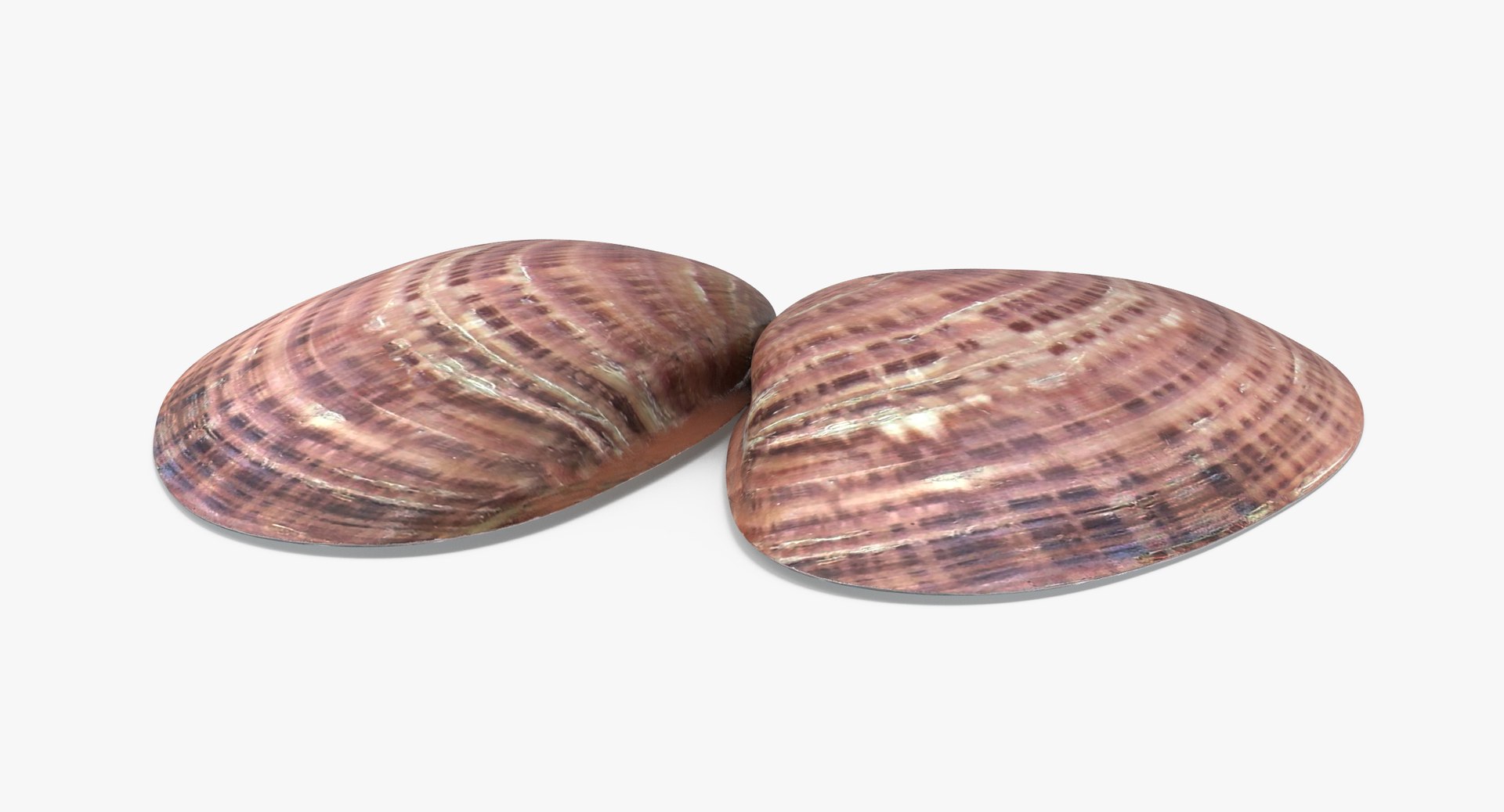 Sunray Venus Shell 3d Obj