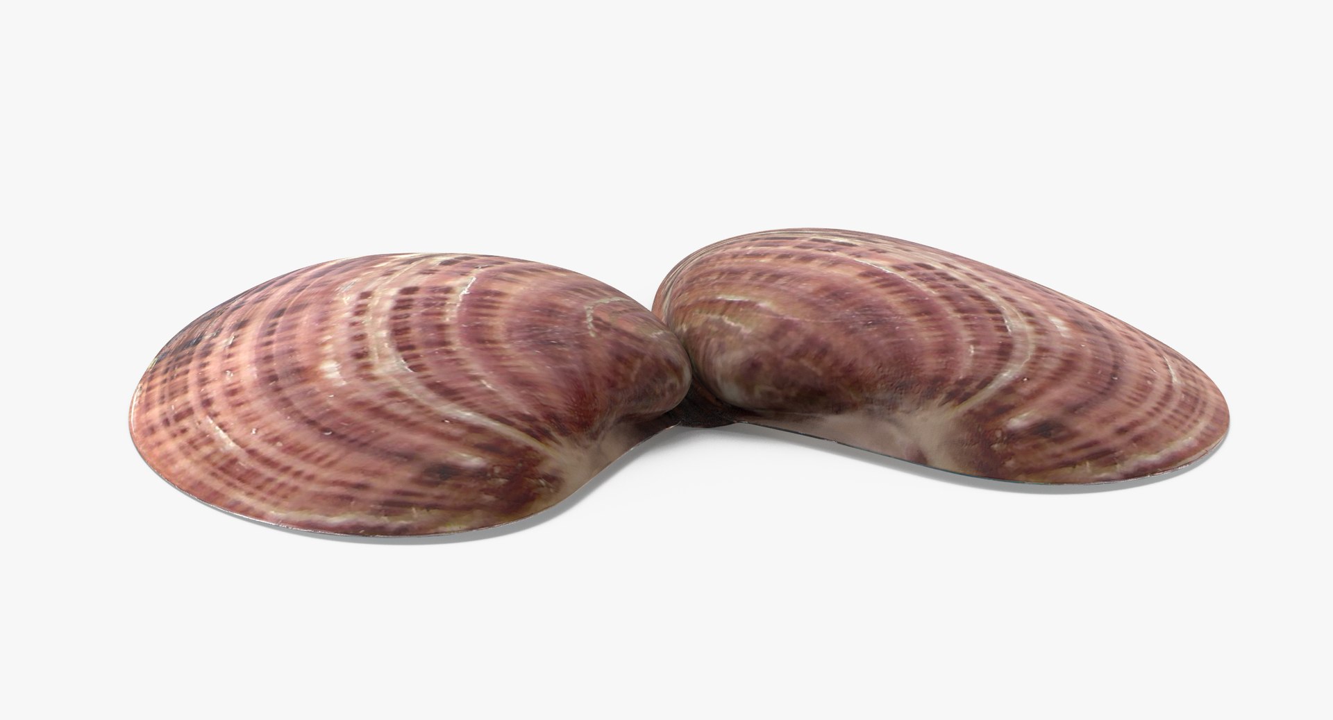 Sunray Venus Shell 3d Obj