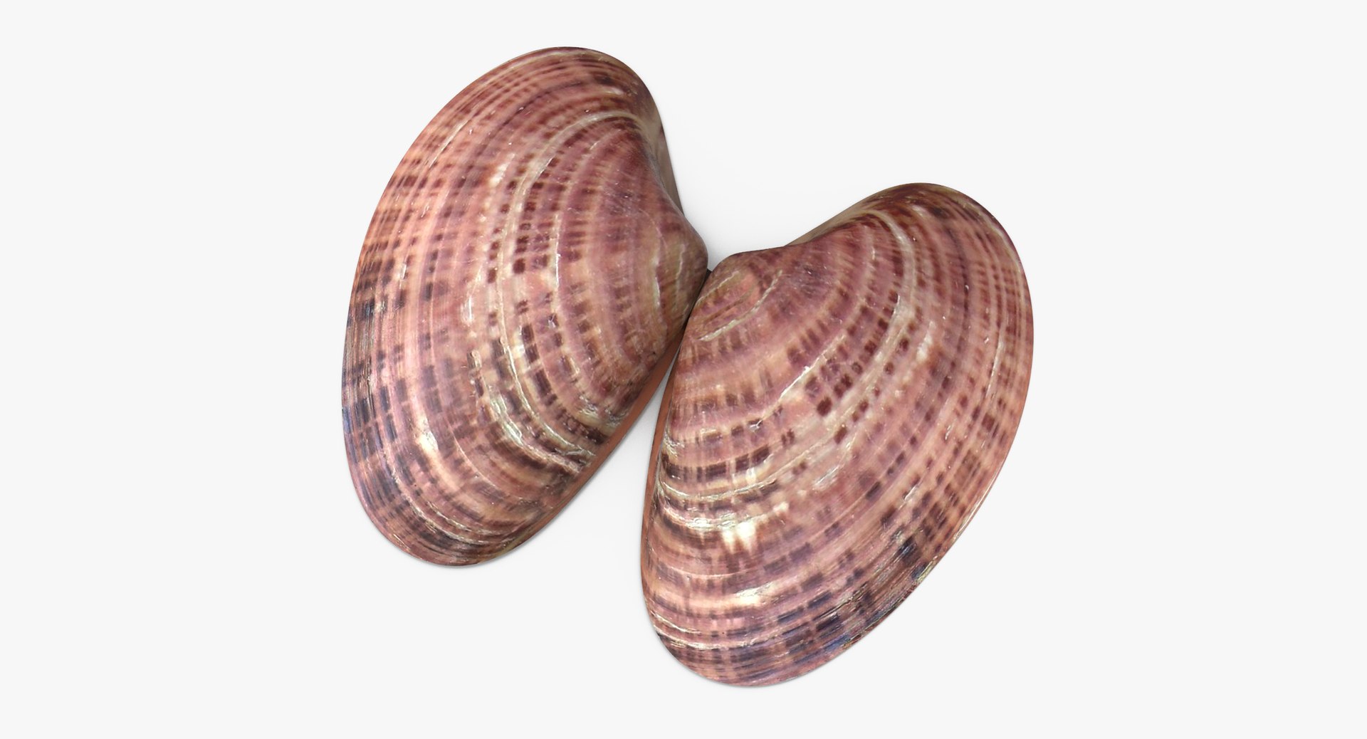 Sunray Venus Shell 3d Obj